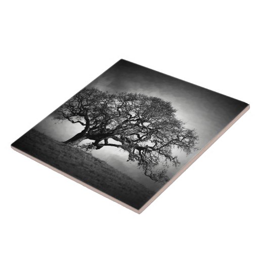 LOAN OAK TREE CERAMIC TILE | Zazzle