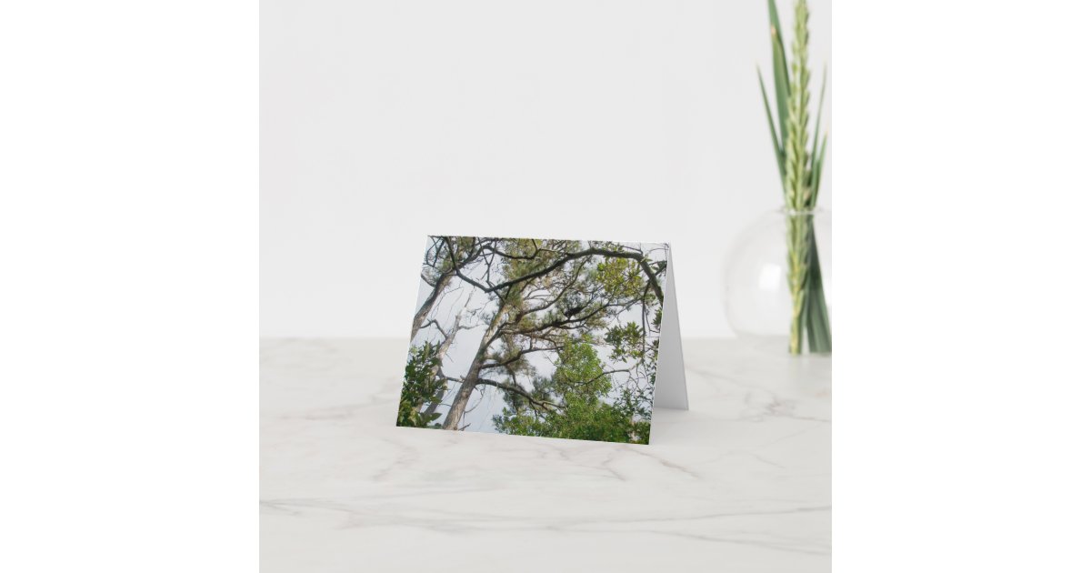 Lob Lolly Pine Trees OBX Note Card | Zazzle