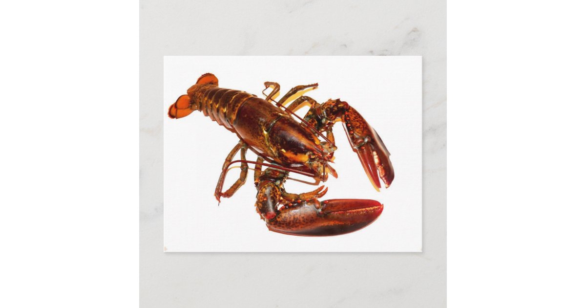Lobster Postcard | Zazzle