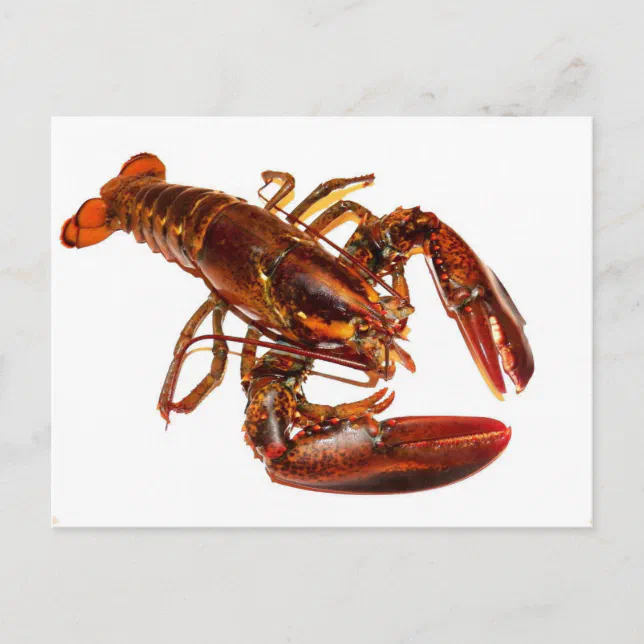 Lobster Postcard | Zazzle