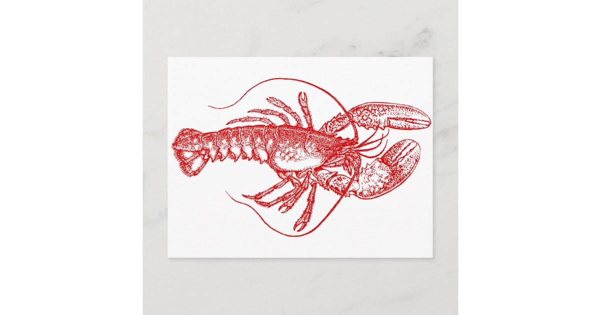 Lobster Postcard | Zazzle