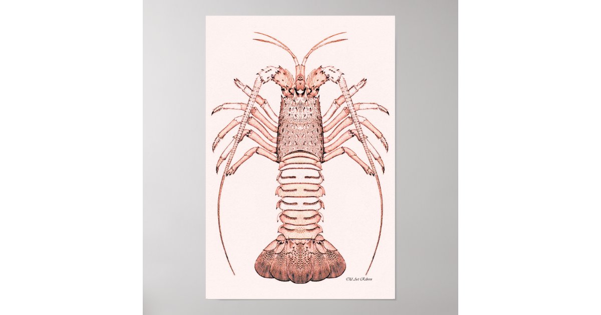Lobster Poster ~ Rock Lobster | Zazzle