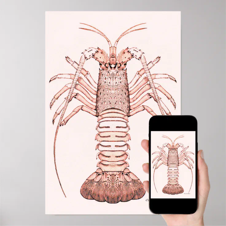 Lobster Poster ~ Rock Lobster | Zazzle