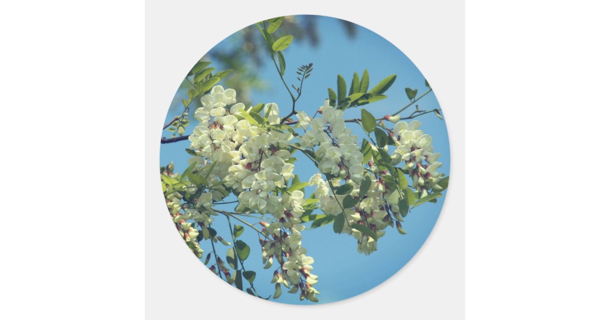 Locust Flower Blossoms Classic Round Sticker | Zazzle