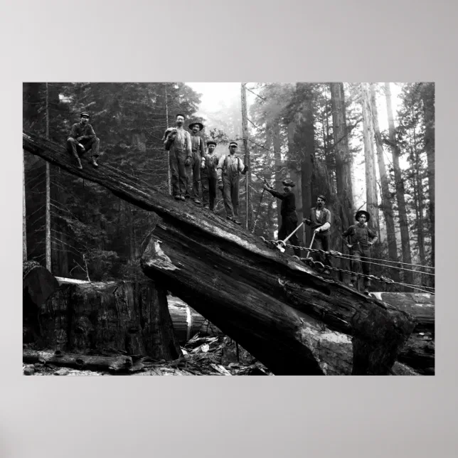 LOG RIGGING in the REDWOODS c. 1890 Poster | Zazzle