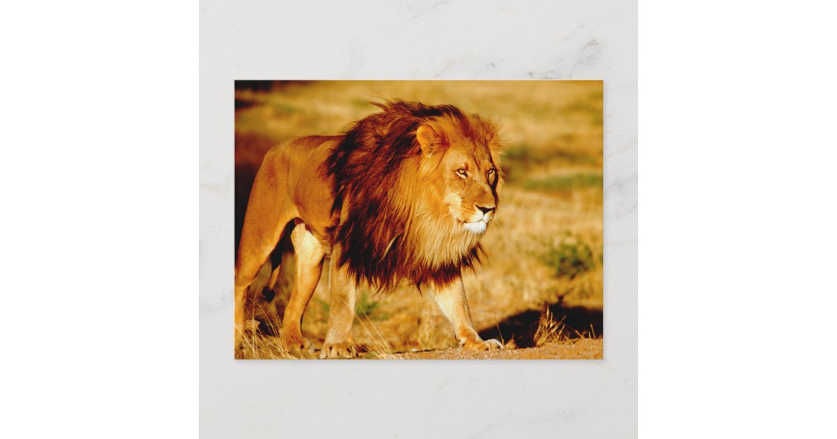 Lone Lion Postcard | Zazzle