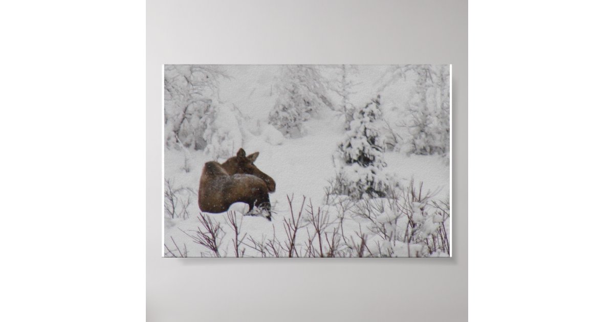 Lone Moose - Logan Guinn Poster | Zazzle