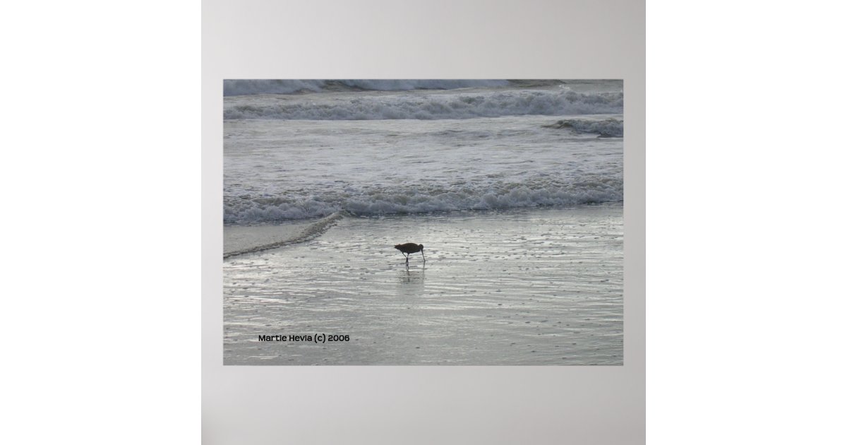 Lone Sandpiper at Watsonville Beach Poster | Zazzle
