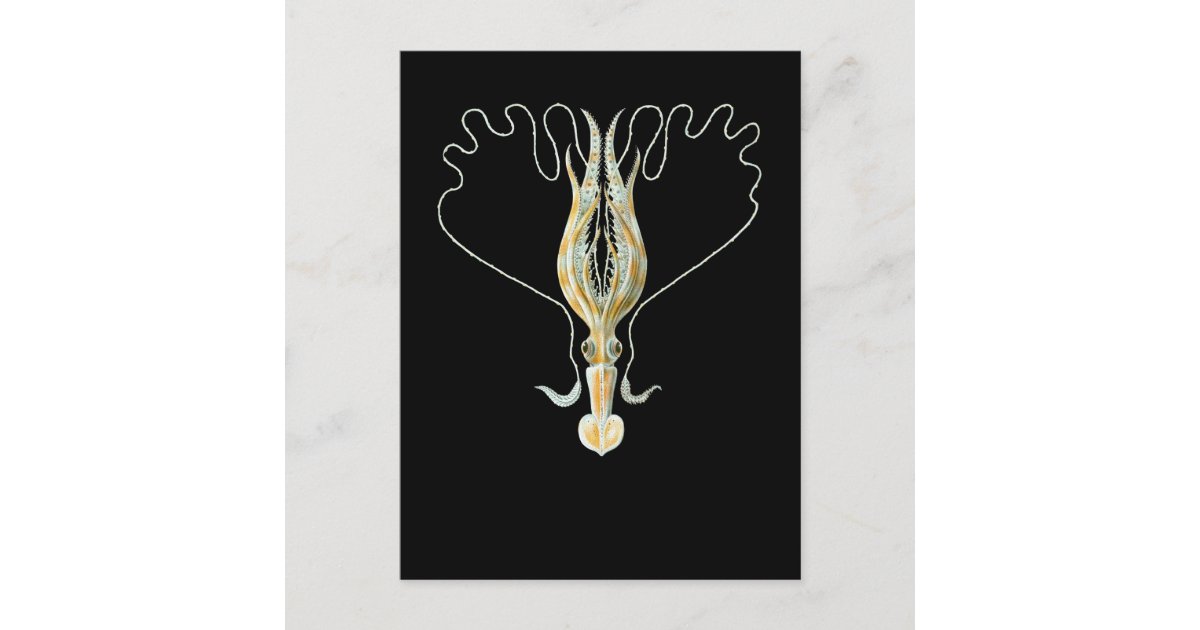 Long-armed Squid Postcard | Zazzle
