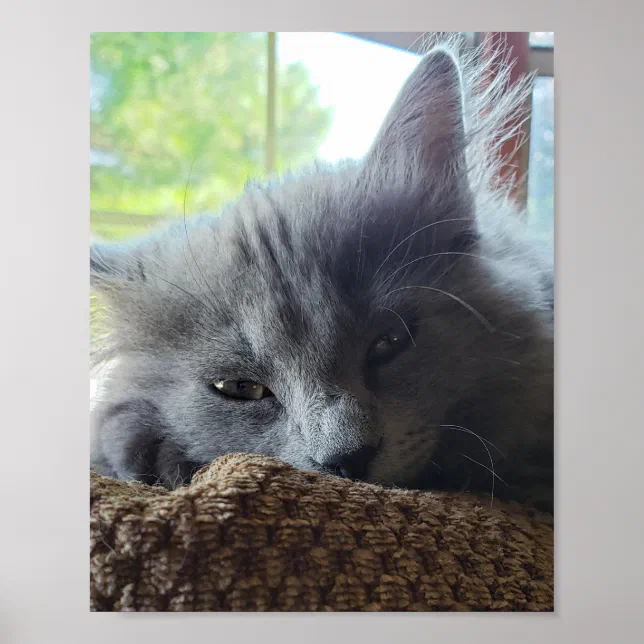 Long Hair Russian Blue Nebelung Cat Poster | Zazzle