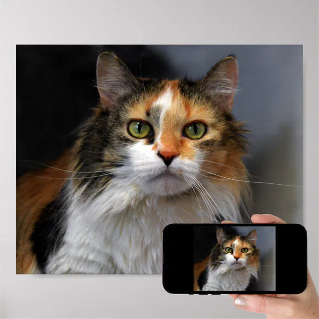 Long-Haired Calico Cat Poster | Zazzle