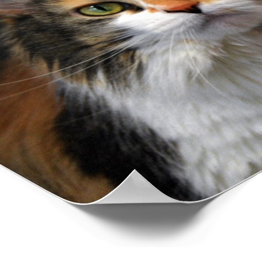 Long-Haired Calico Cat Poster | Zazzle