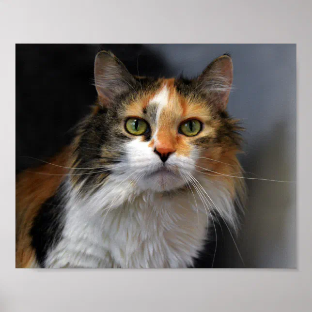 Long-Haired Calico Cat Poster | Zazzle