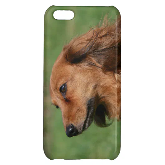 Long-haired Miniature Dachshund 2 iPhone Case | Zazzle
