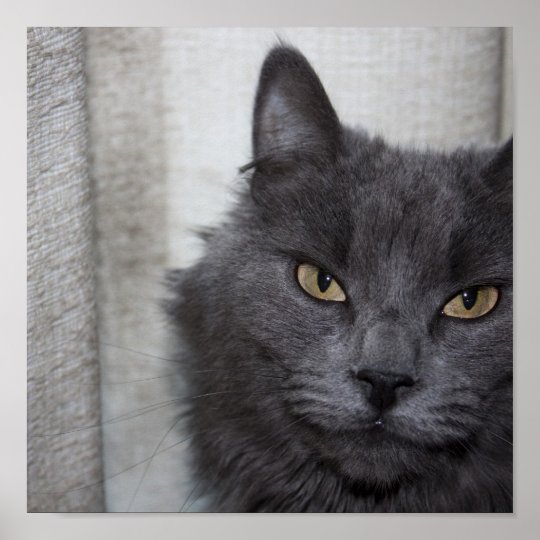Long haired Russian Blue Cat Poster | Zazzle.com