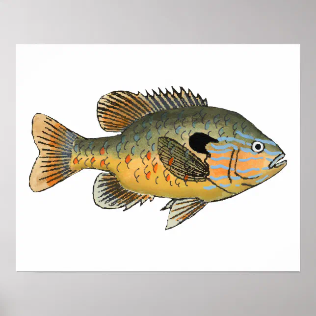 Longear Sunfish Poster | Zazzle