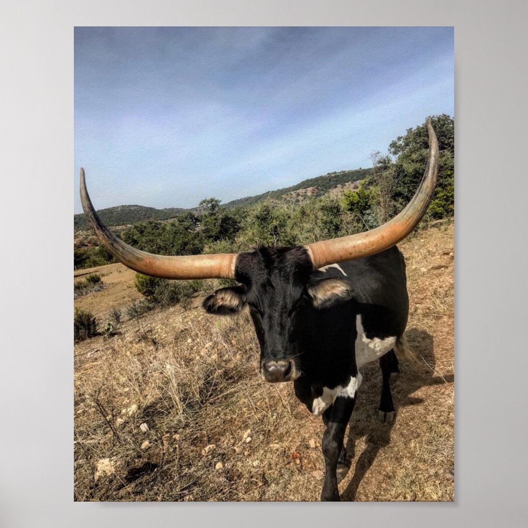 Longhorn Cattle Poster | Zazzle