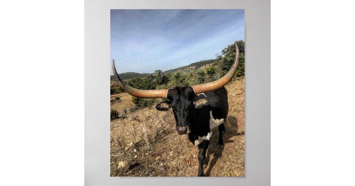Longhorn Cattle Poster | Zazzle