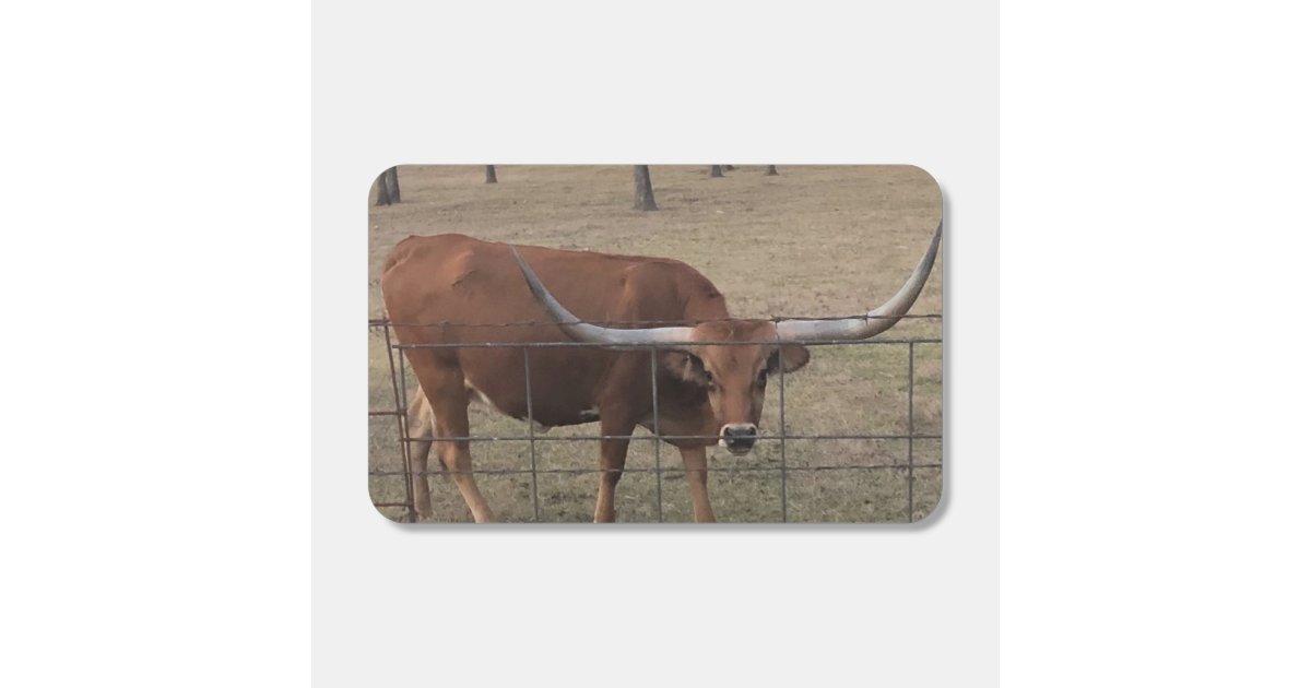 Longhorn Larry Match Box | Zazzle