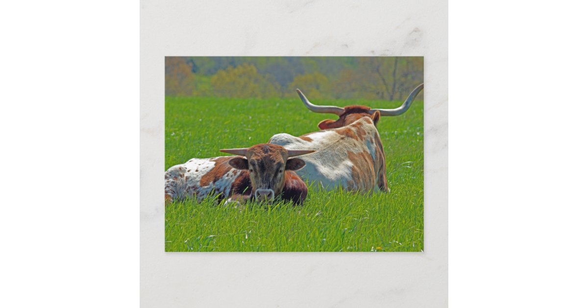 Longhorn Postcard | Zazzle