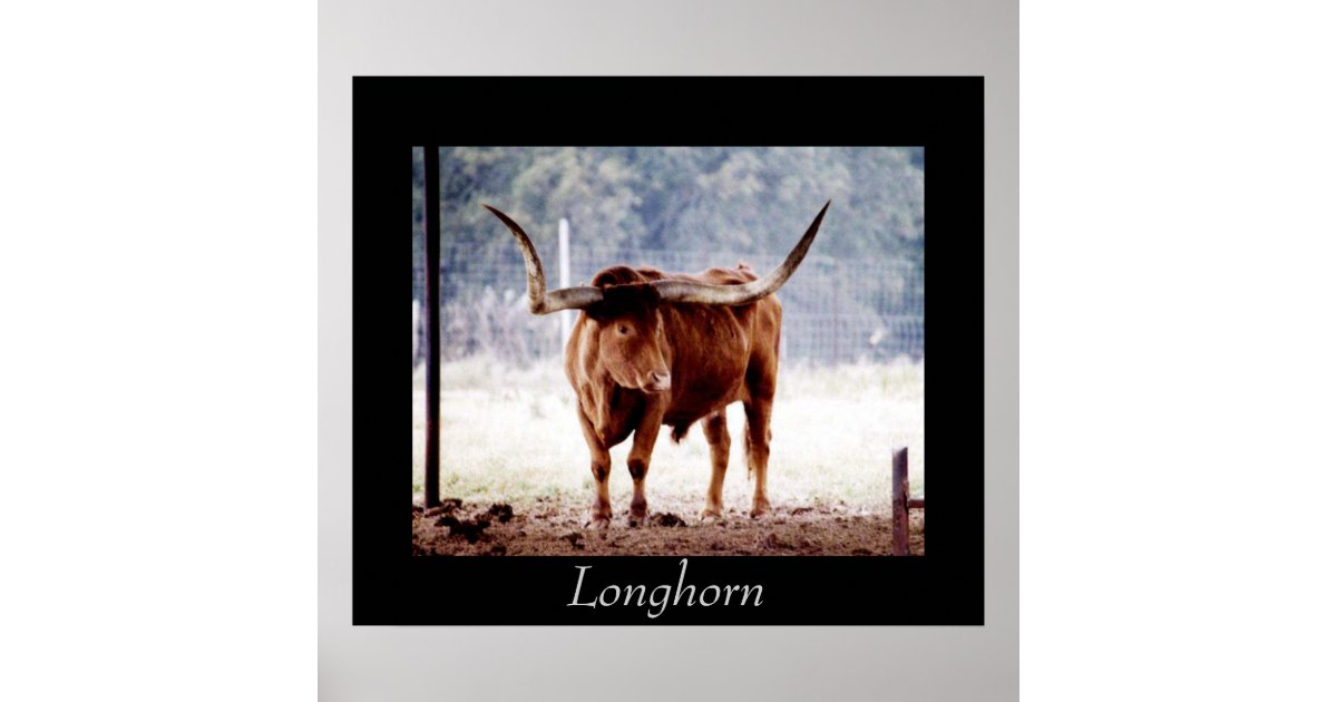 Longhorn Poster | Zazzle