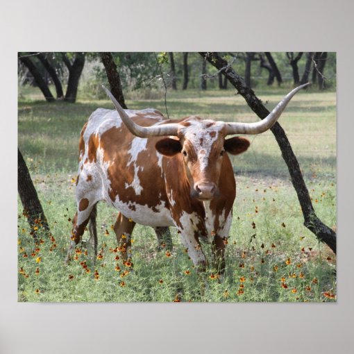 Longhorns Poster | Zazzle