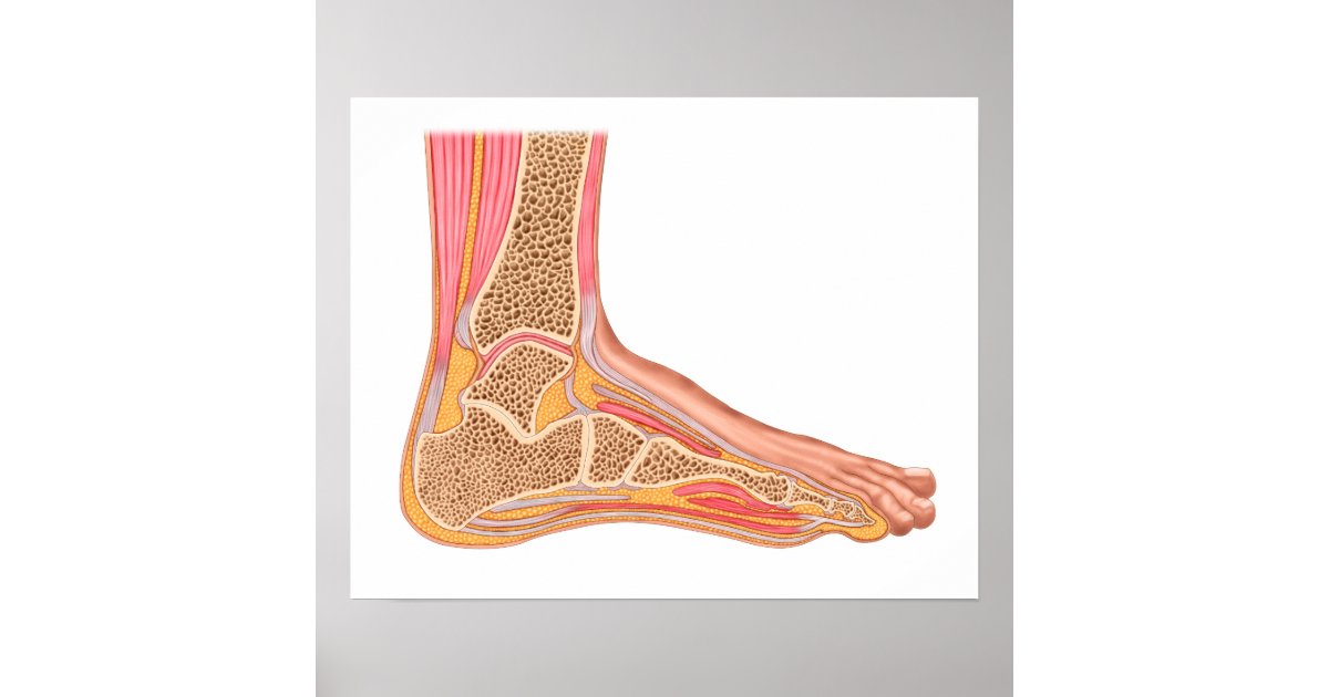 Longitudinal Section Of Human Foot Poster | Zazzle