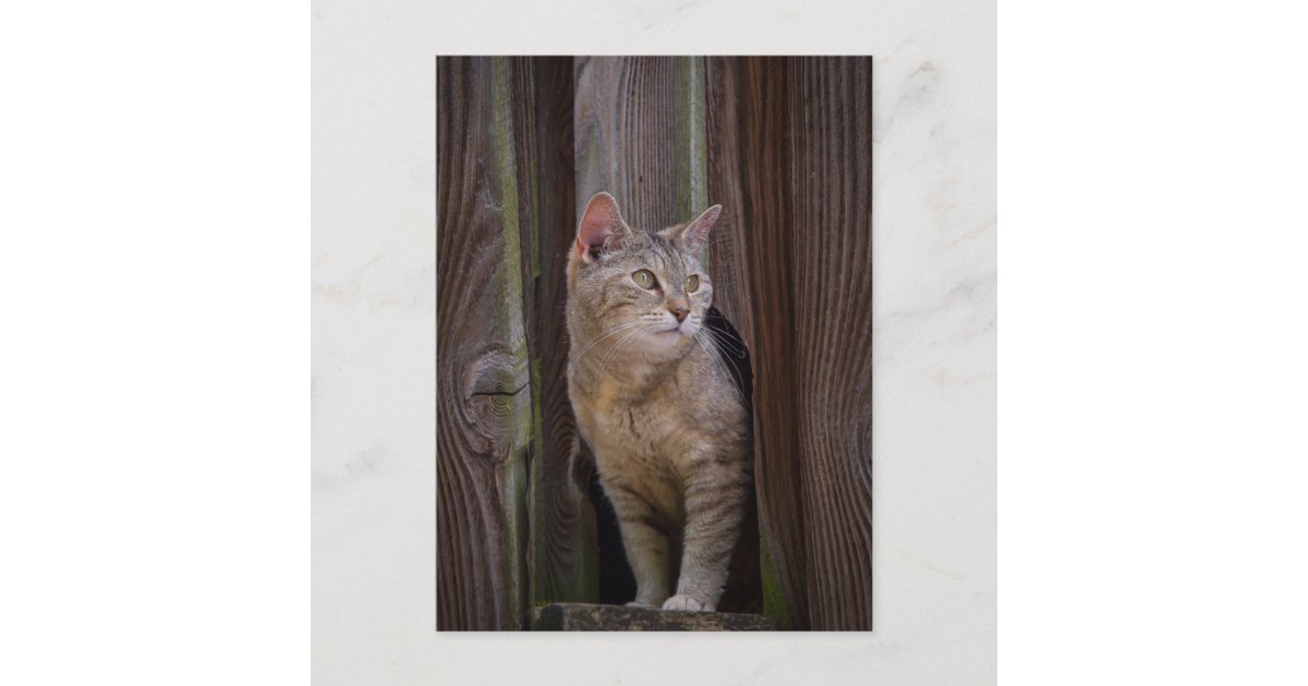 look out cat postcard | Zazzle