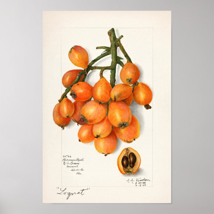 Loquats (Eriobotrya Japon Fruit Painting Poster | Zazzle