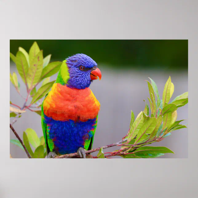 Lorikeet Bird Poster | Zazzle