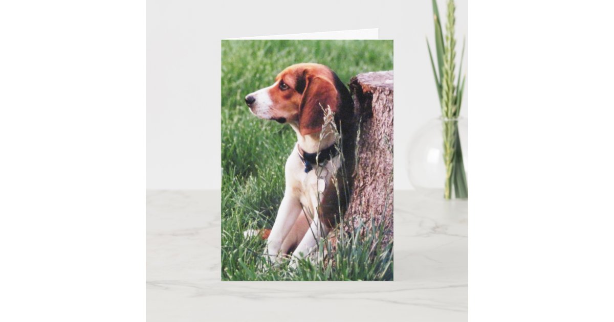 Loss of Beagle Sympathy Card | Zazzle.com