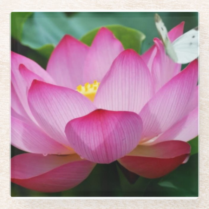 Lotus flower & butterfly glass coaster | Zazzle.com