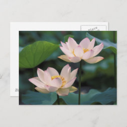 Lotus flower in blossom, China Postcard | Zazzle