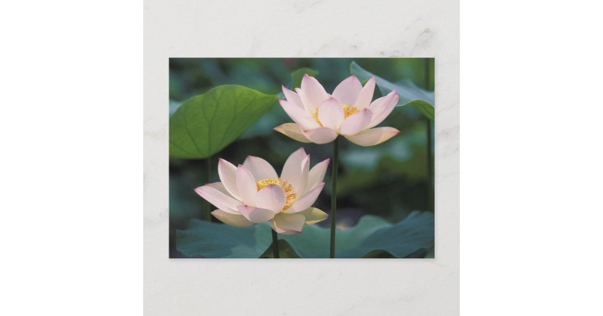 Lotus flower in blossom, China Postcard | Zazzle
