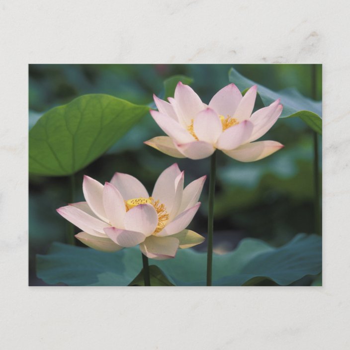 Lotus flower in blossom, China Postcard | Zazzle.com