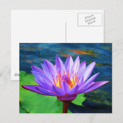 Lotus Flower Postcard | Zazzle