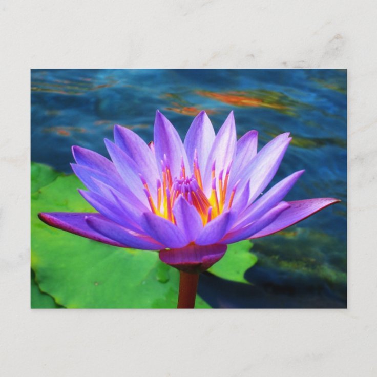 Lotus Flower Postcard | Zazzle
