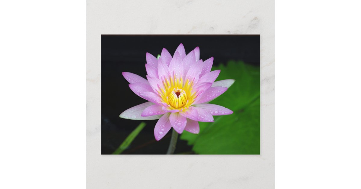 Lotus Flower Postcard | Zazzle