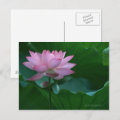 Lotus flower postcard | Zazzle