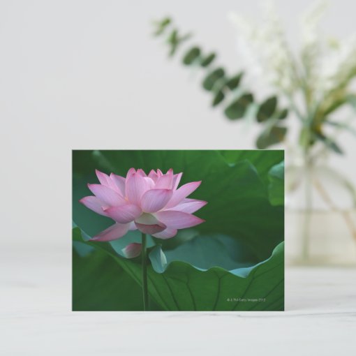 Lotus flower postcard | Zazzle