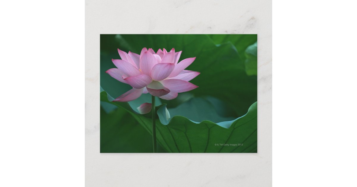 Lotus flower postcard | Zazzle