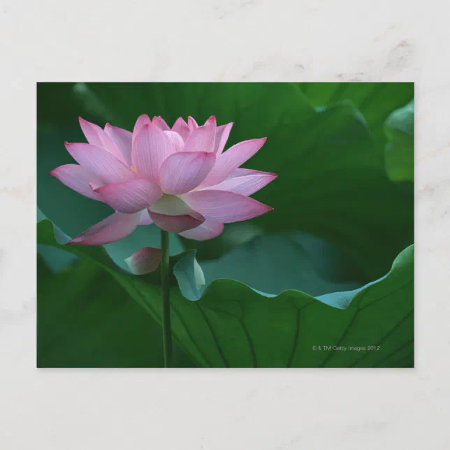 Lotus flower postcard | Zazzle