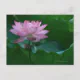 Lotus flower postcard | Zazzle