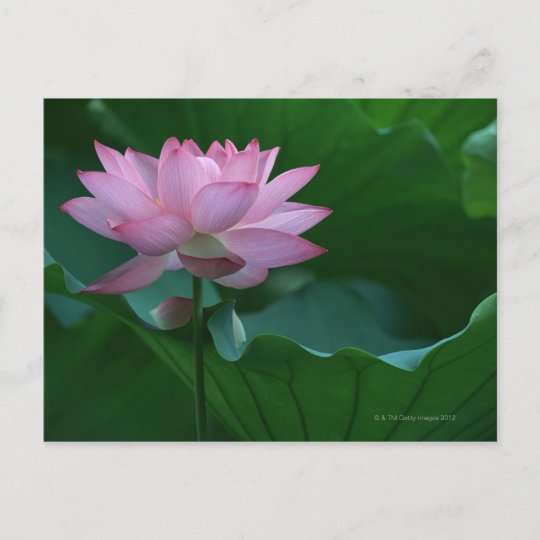 Lotus flower postcard | Zazzle.com