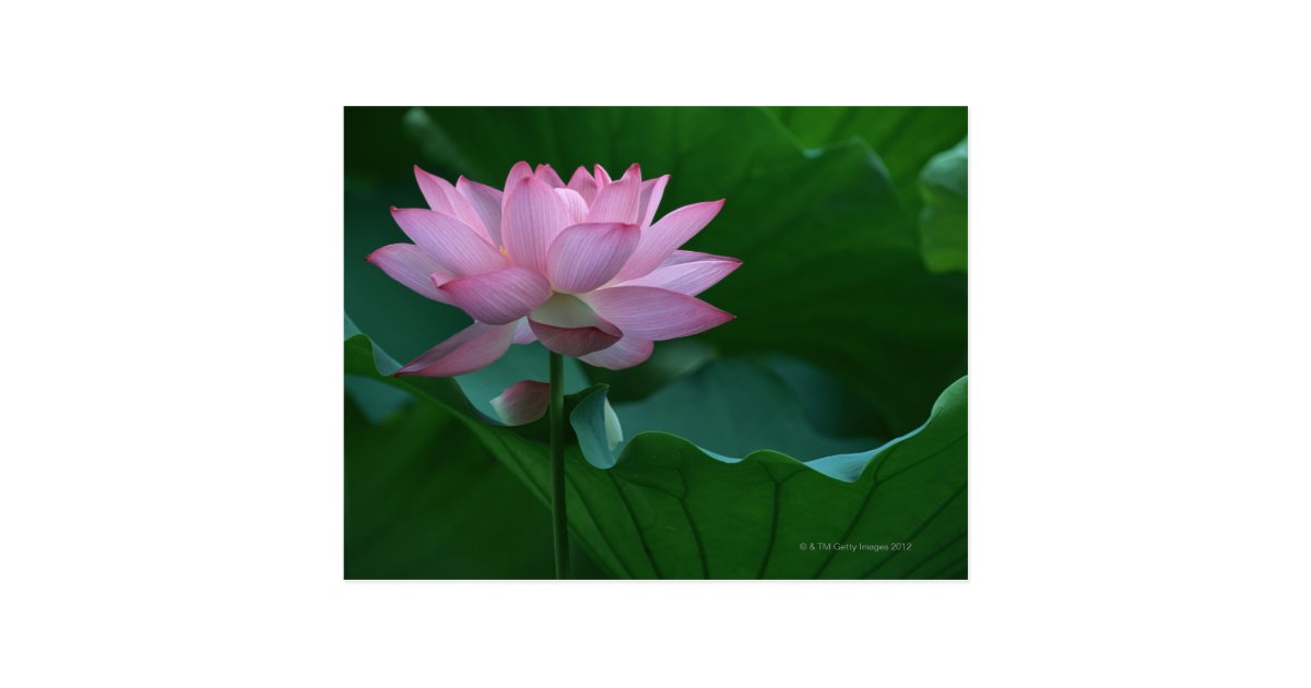 Lotus flower postcard | Zazzle.com