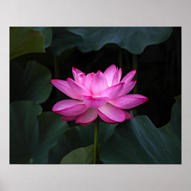 Lotus Flower Poster | Zazzle