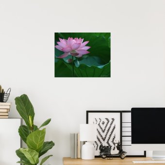 Lotus flower poster | Zazzle
