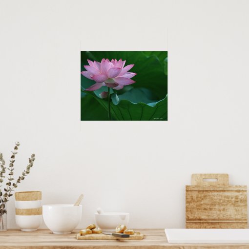 Lotus flower poster | Zazzle