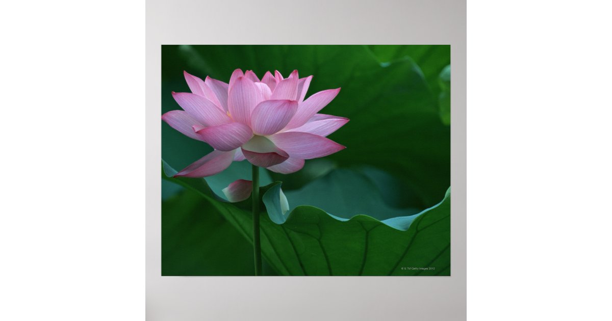 Lotus flower poster | Zazzle