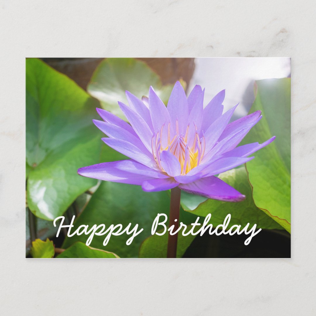 Lotus flower purple color with leaves pad postcard | Zazzle